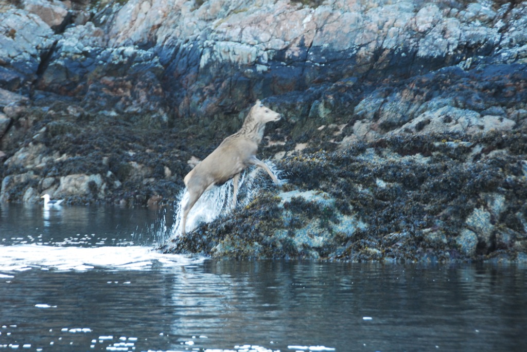 Rona Nature | isleofronalog